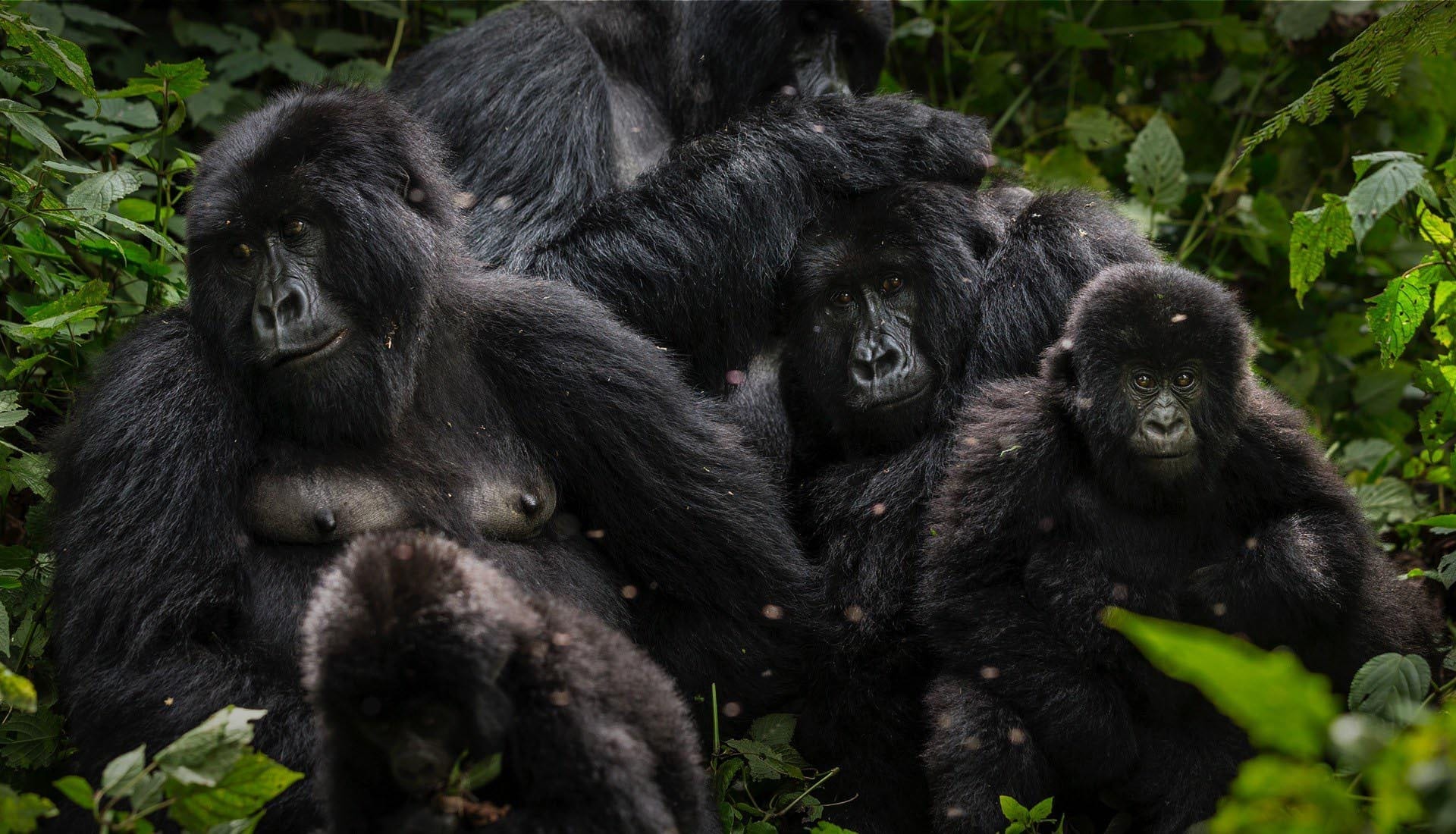 Mountain Gorilla Conservation Virunga National Park