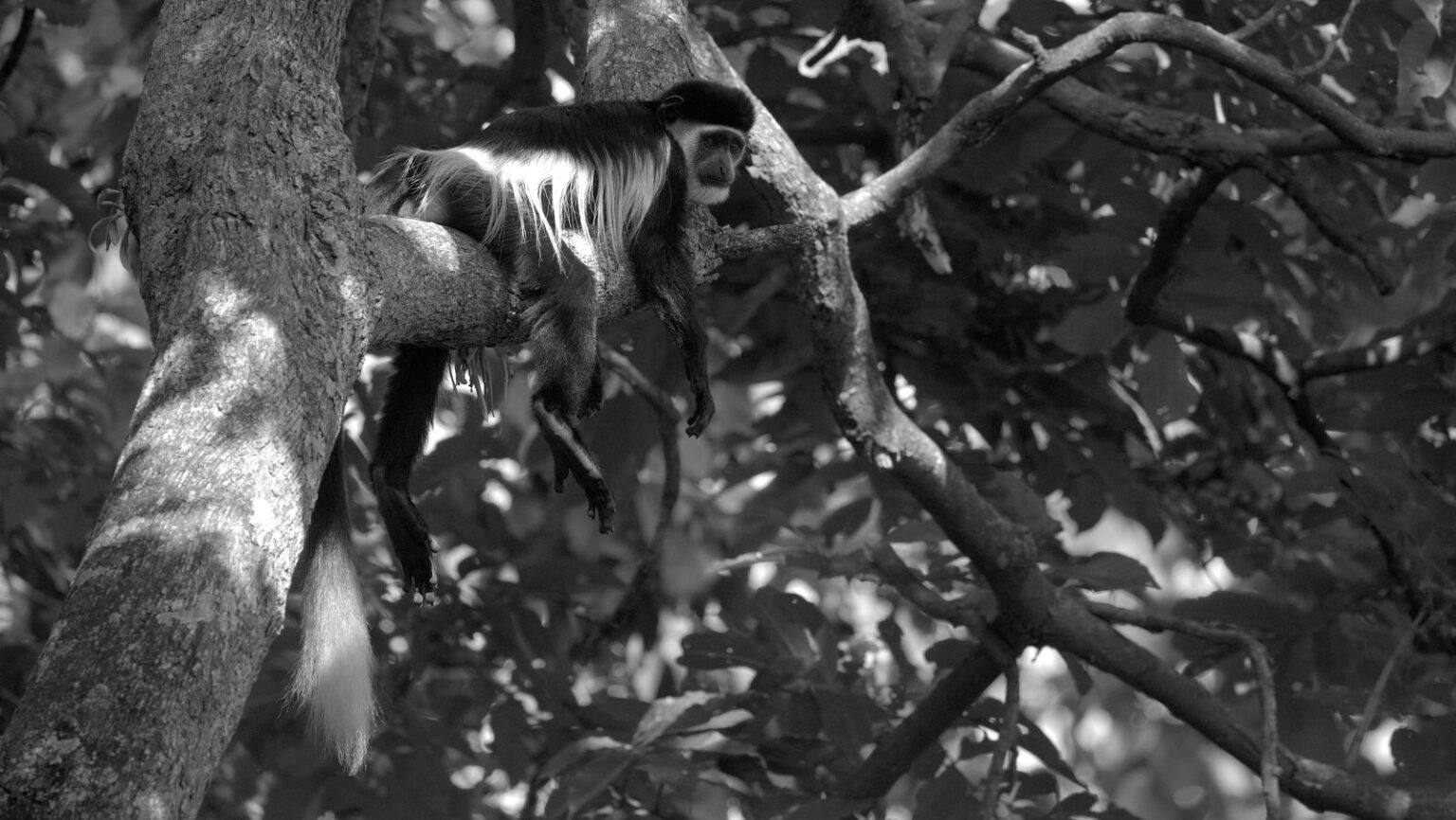 Black & White Colobus Monkeys | Virunga National Park