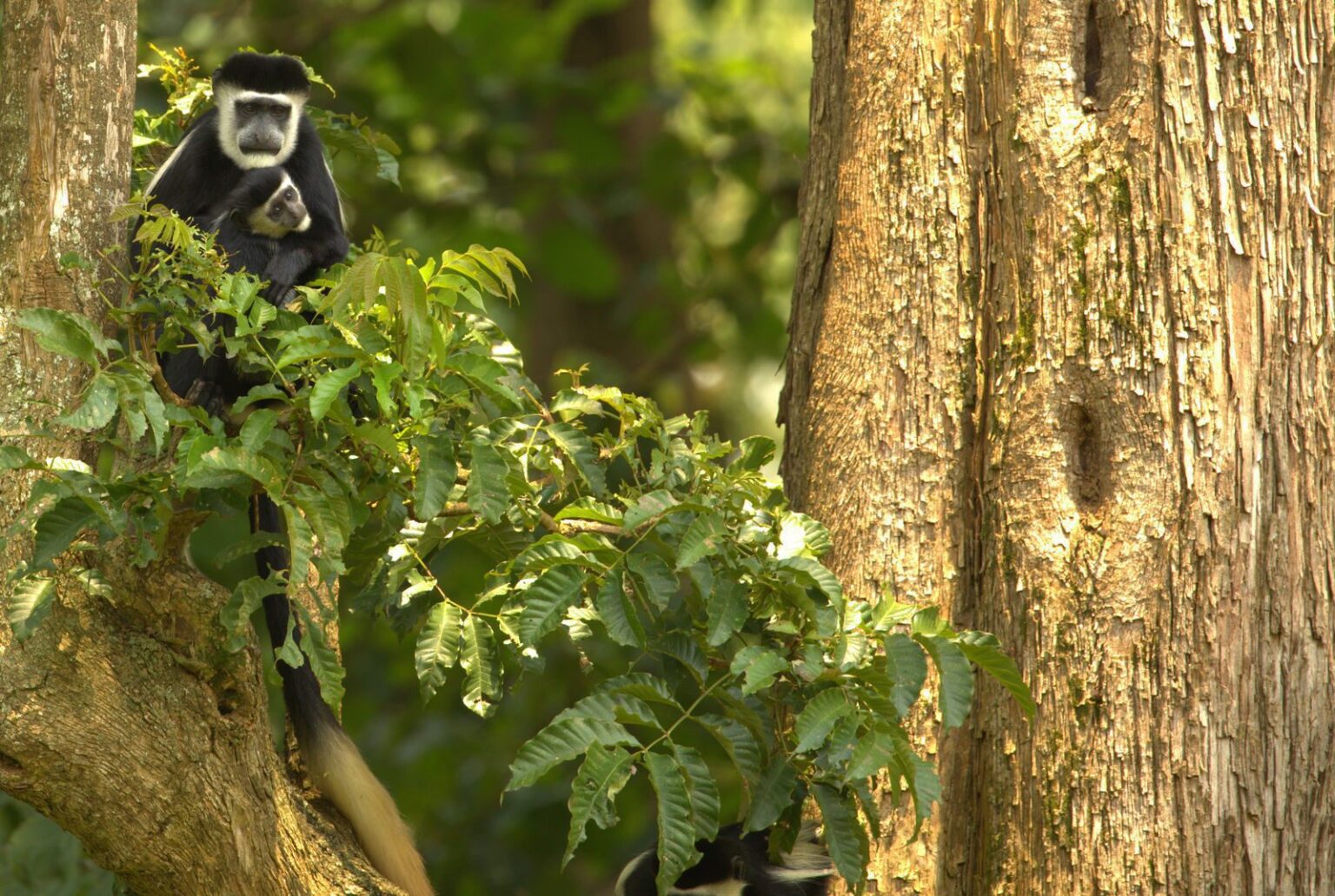 Black & White Colobus Monkeys | Virunga National Park