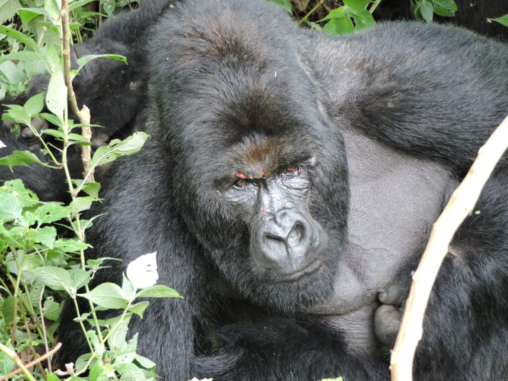 Silverback Kabirizi | Virunga National Park