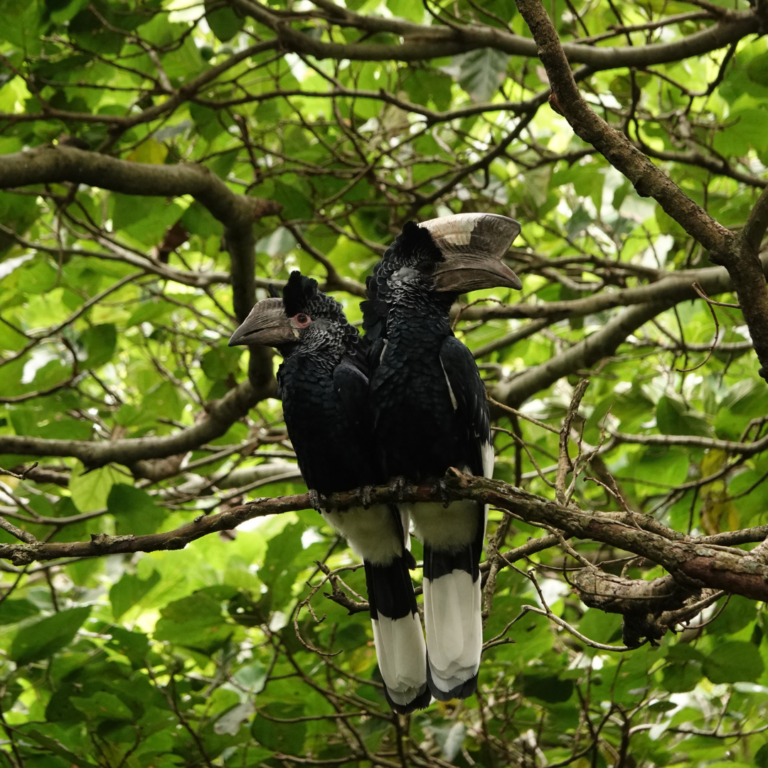 Tropical Rainforest Animals | Virunga National Park