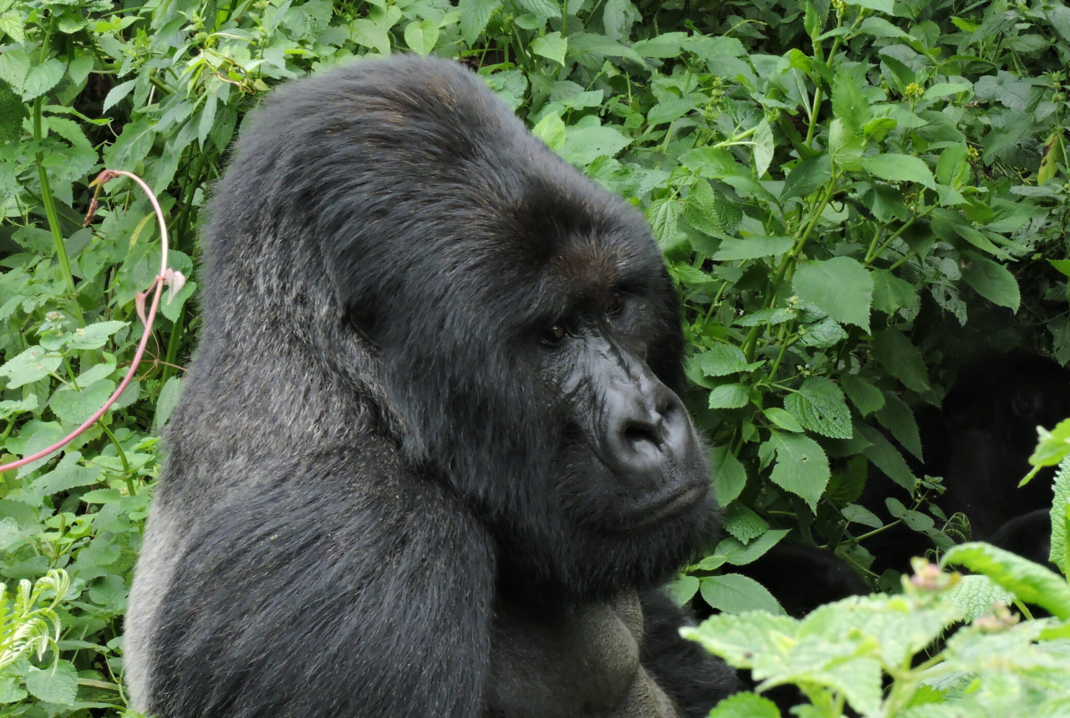 Le dos argenté Bageni | Virunga National Park
