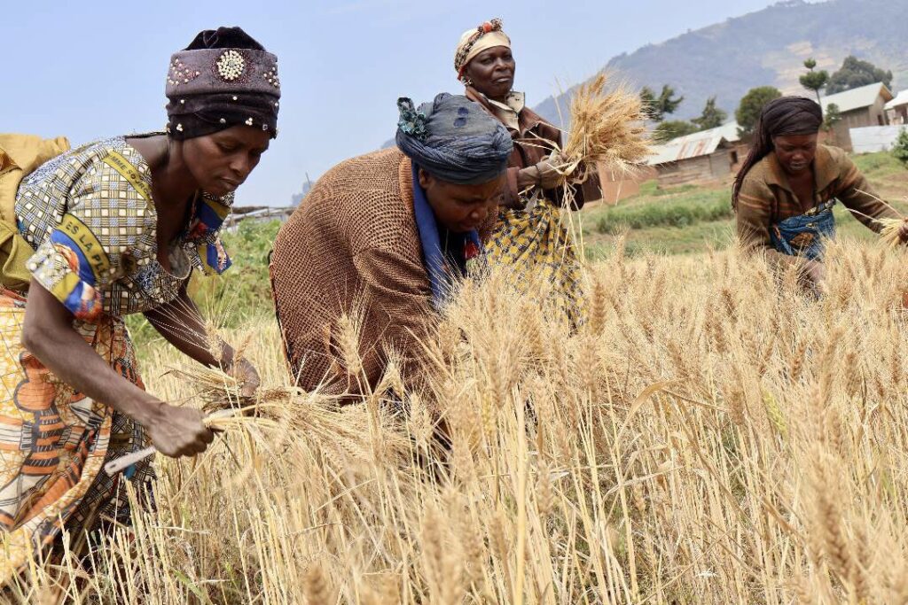 Revival of Wheat Farming in Lubero | Virunga National Park