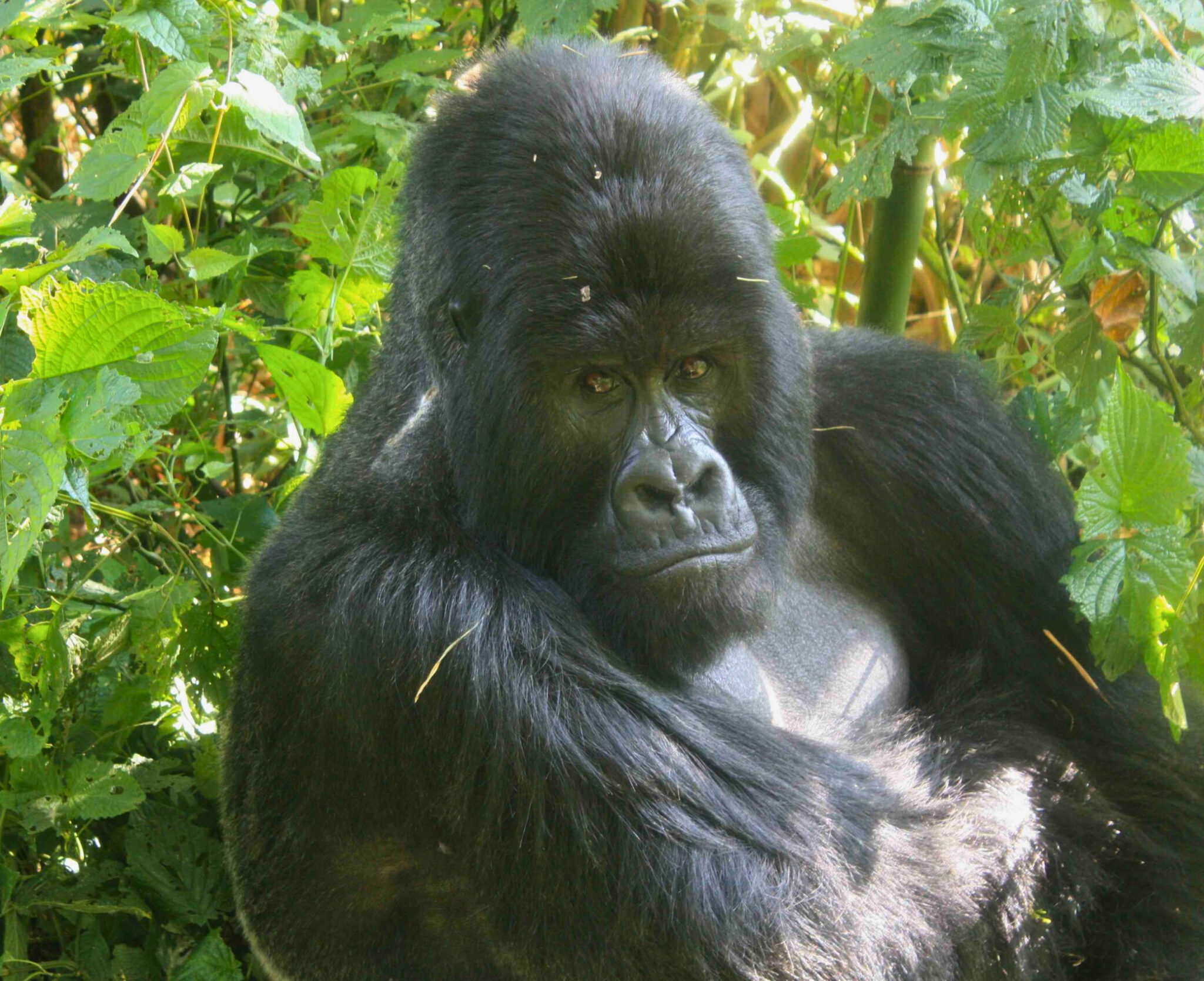 Silverback Bukima | Virunga National Park