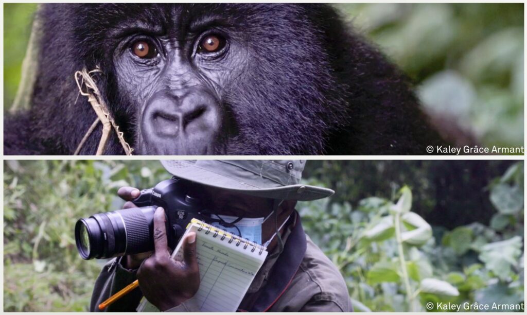 World Gorilla Day: A Century of Safeguarding | Virunga National Park