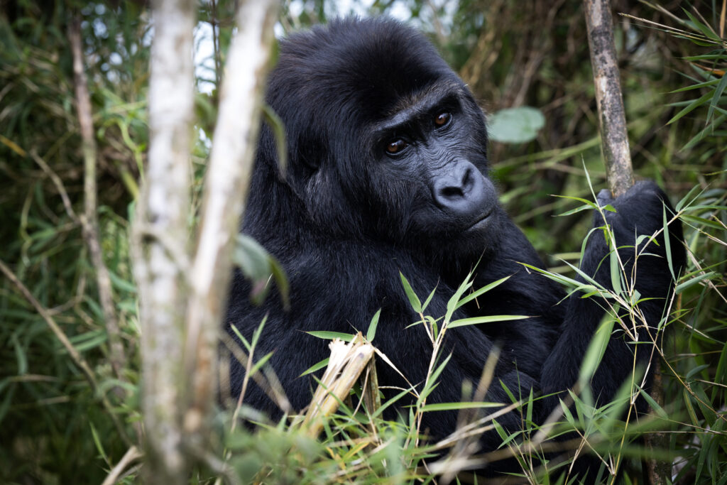 Rescued Gorillas Rewilded in Eastern Congo | Virunga National Park