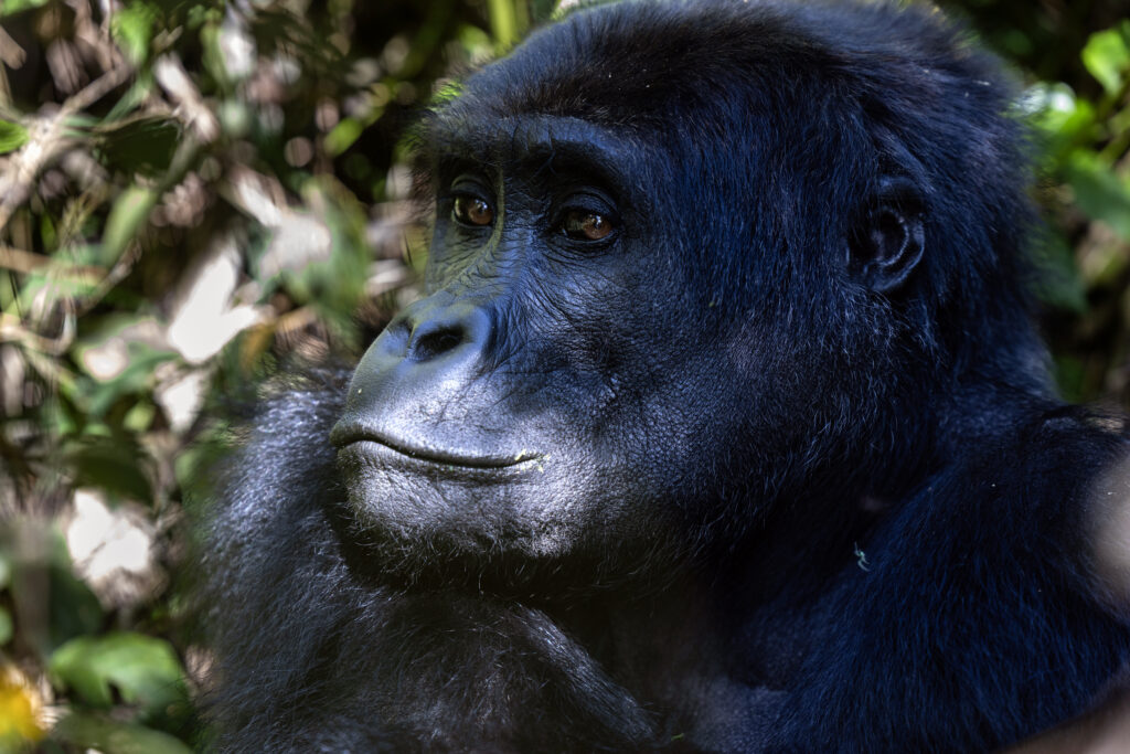 Eastern Lowland Gorillas (Grauer's Gorilla) | Virunga National Park