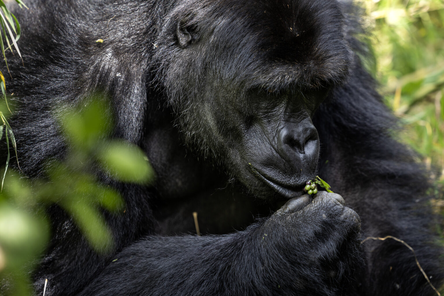 Rescued Gorillas Rewilded in Eastern Congo | Virunga National Park