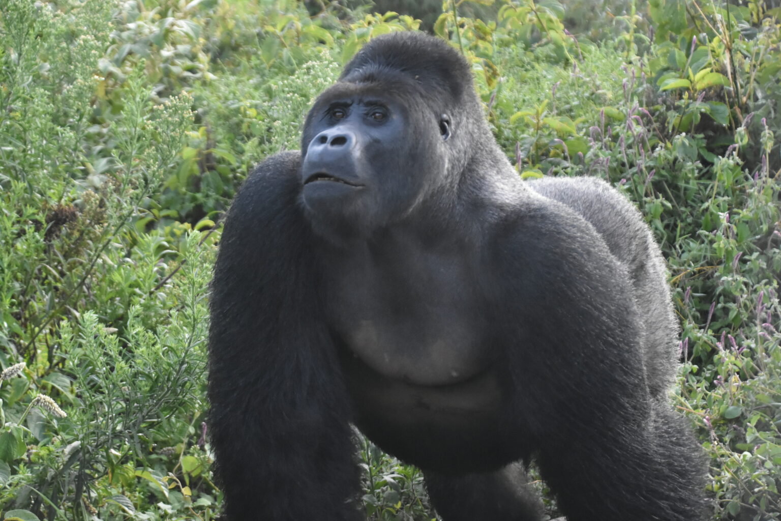 Protecting Critically Endangered Gorillas | Virunga National Park
