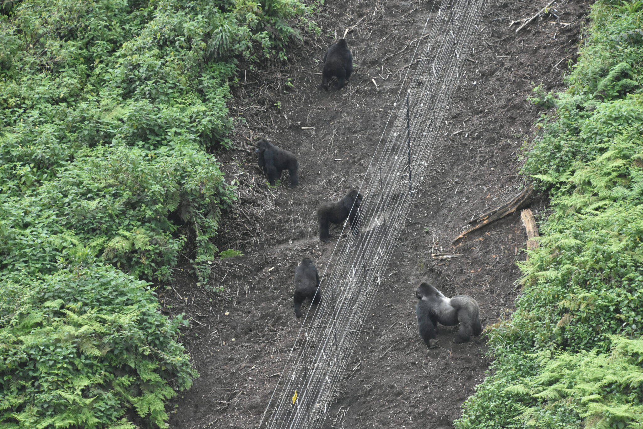 Rescued Gorillas Rewilded in Eastern Congo | Virunga National Park
