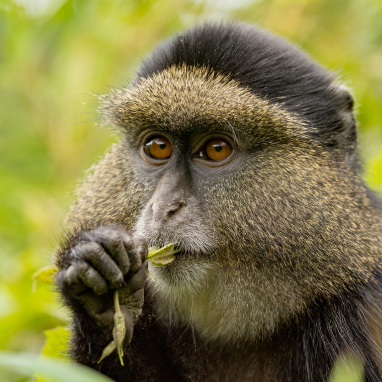 Virunga's Endangered Species | Virunga National Park