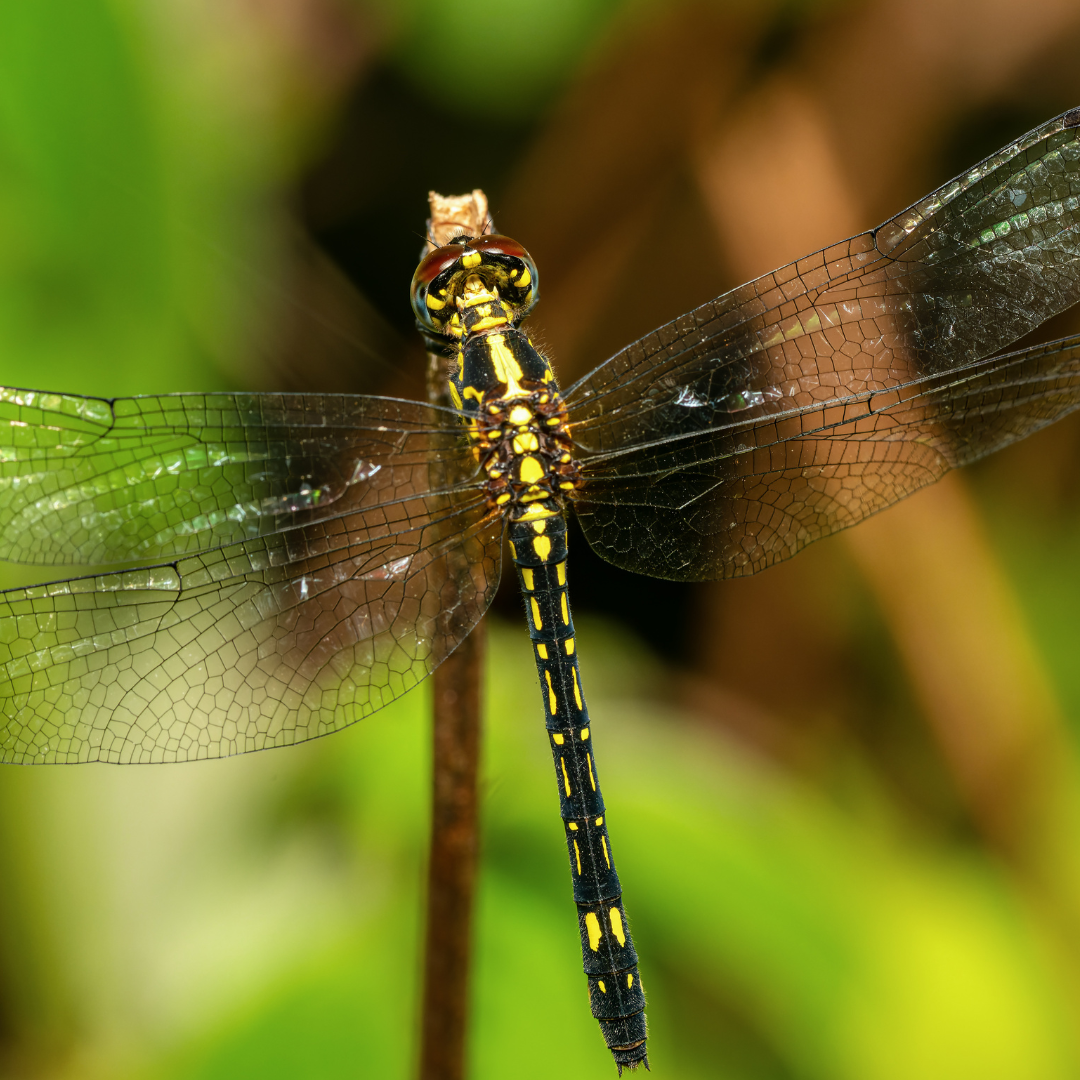 Virunga's Endangered Species | Virunga National Park