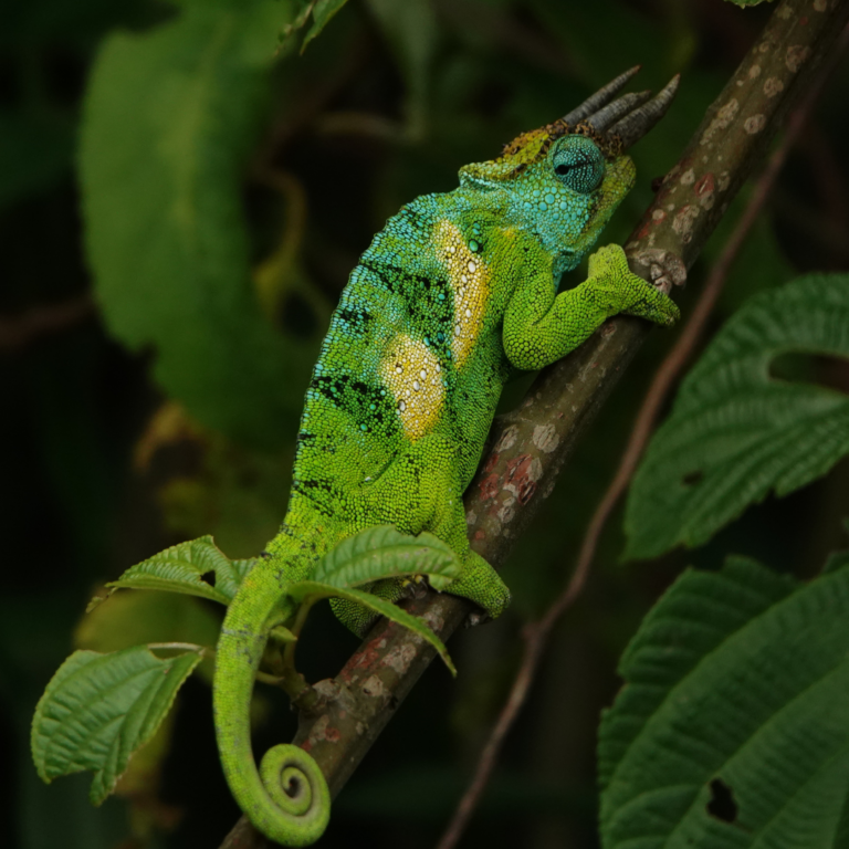 Animaux de la forêt tropicale | Parc National des Virunga